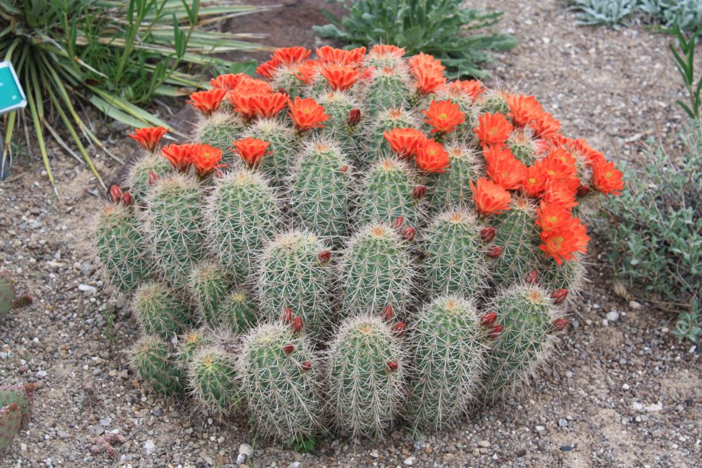 Demonstration Gardens & Projects - Idaho Firewise